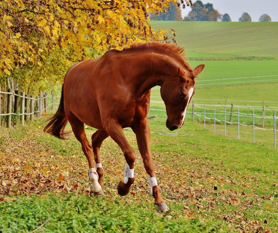Iron and Insulin Resistance - DL Equine