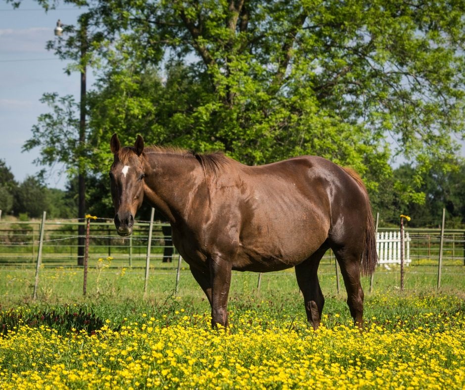 Breed Mare Definition at Jimmy Milam blog