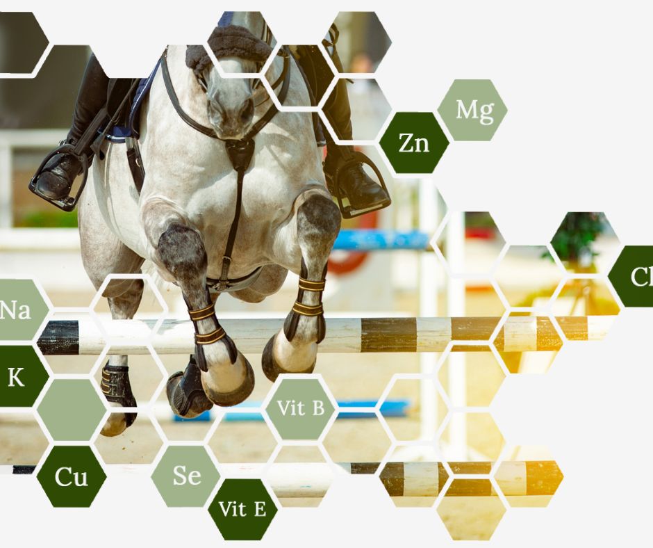 Feeding for Performance: Types & Timimg - Before Competition - DL Equine