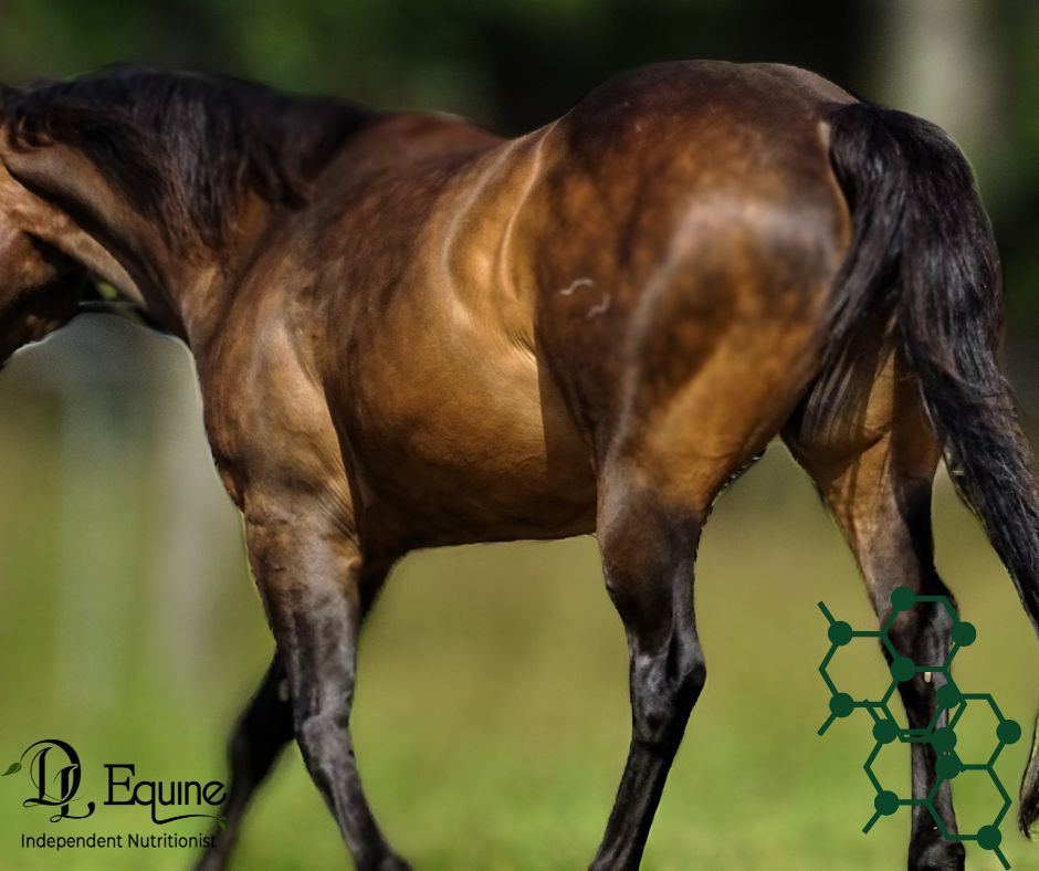 Coat Colour & Dapples - DL Equine