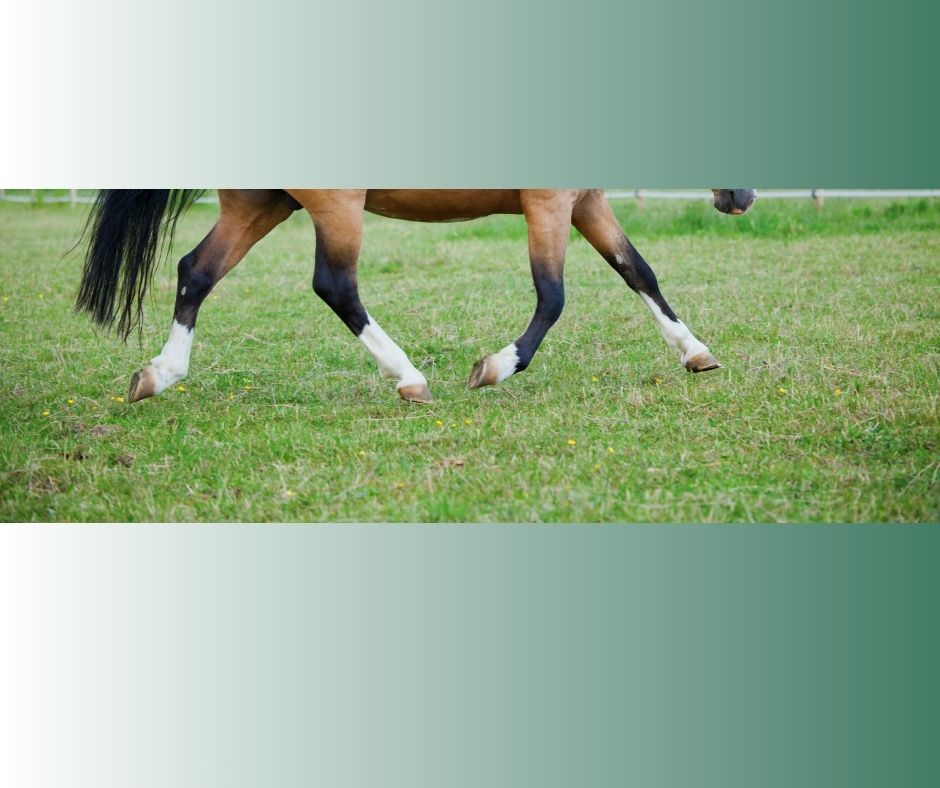 MSM & the horse - DL Equine