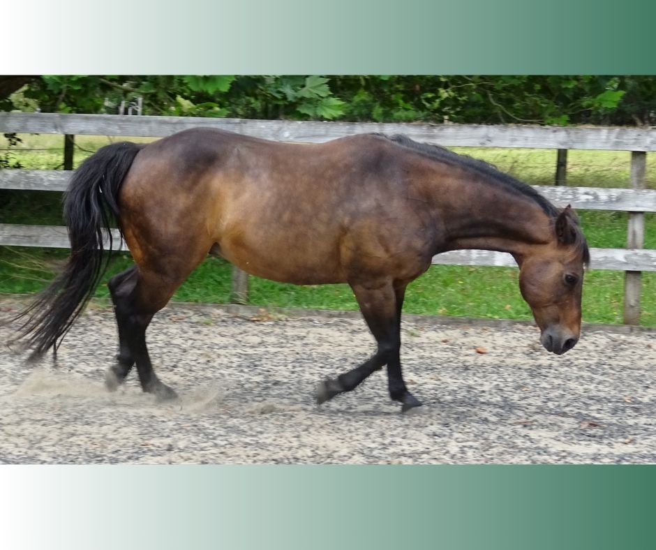 Gut Ulcer Research Facts - DL Equine