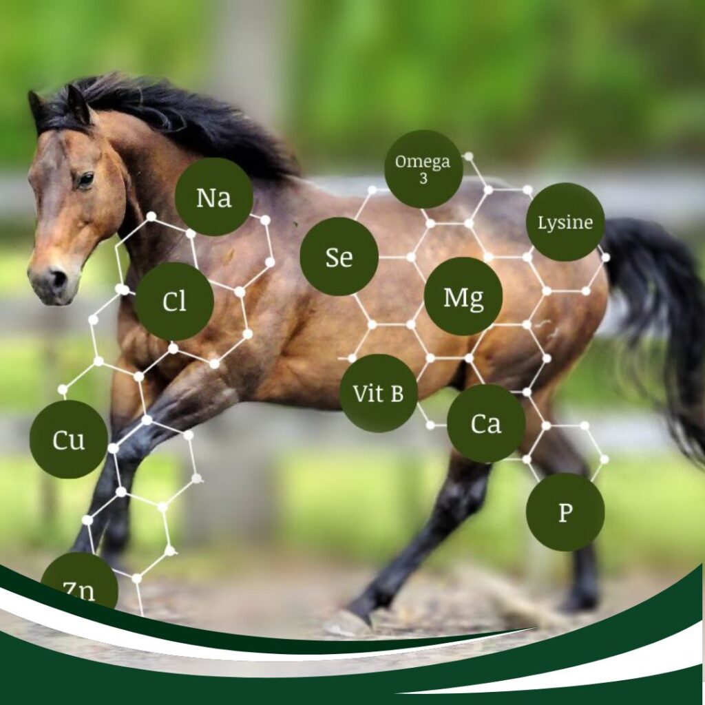 Empowering Horse Owners with Nutrition Knowledge